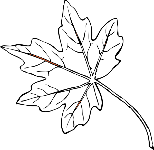 Maple Leaf Outline Vector - Fall Leaves Clip Art (600x585), Png Download