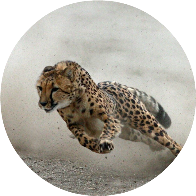 Cheetah A Phantom Camera View Of The Worlds Fastest - Running Cheetah ...