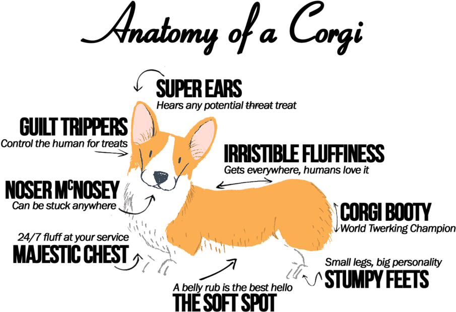 'anatomy Of A Corgi' Postcard (1000x729), Png Download