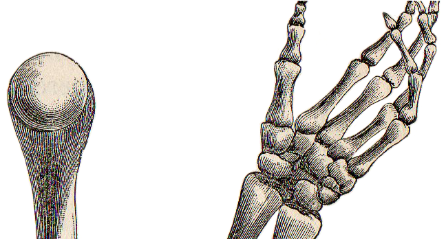 Skeleton Hand Png - Skeleton Hand No Background (660x347), Png Download