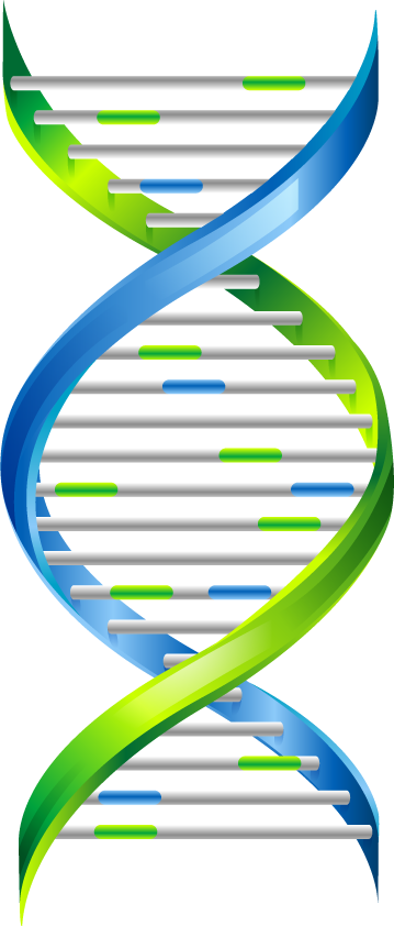 Download Dna Png - Human Dna Chain | Transparent PNG Download | SeekPNG