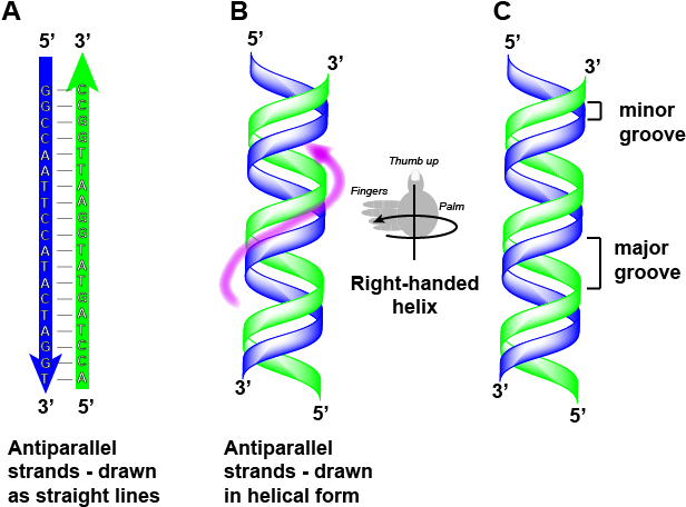 Download In A Double-stranded Dna Molecule, The Two Strands - Diagram ...
