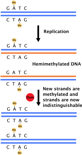 Hemimethylated Dna (300x539), Png Download