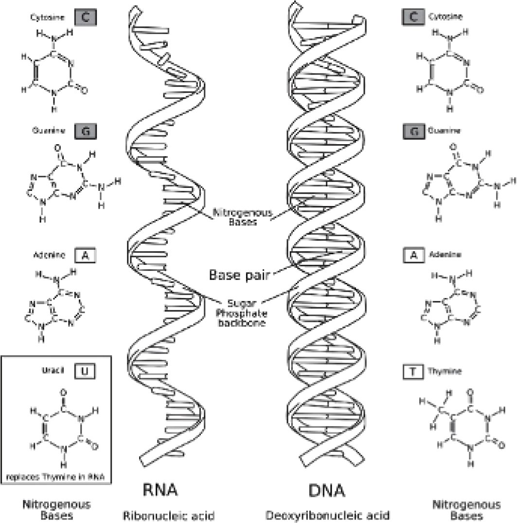 Dna And Rna Labeled (1106x1093), Png Download