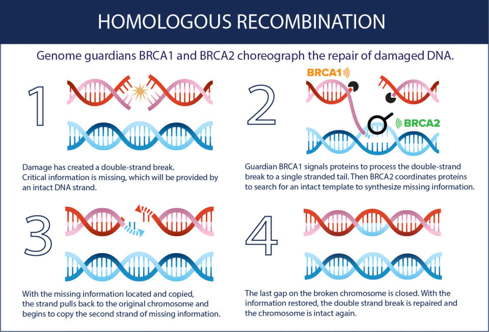 Homologous Recombination Is A Process That Continually - Genome ...