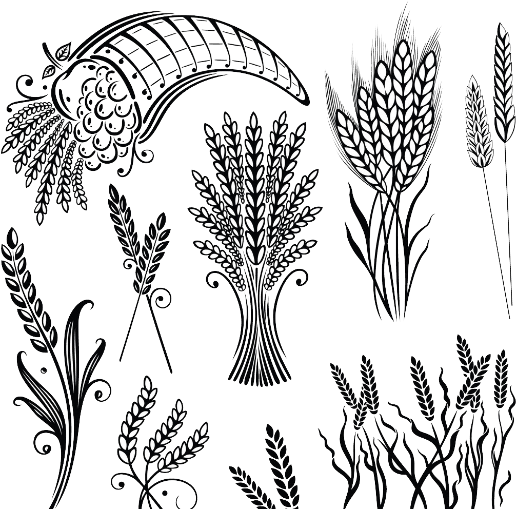 Cereal Wheat Grain Illustration - Decorative Vectors Grains (1013x991 ...