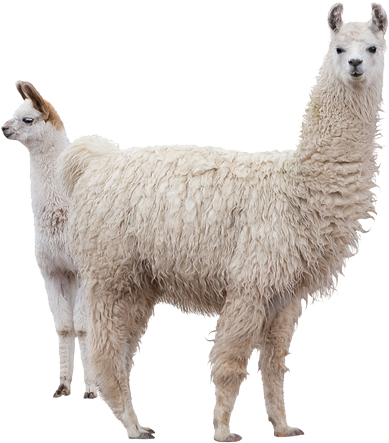 Download Llama Png Transparent - Transparent Llama Png | Transparent ...