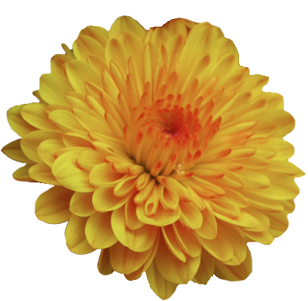Single Flower Png Single Flower Transparent Background Free, 43% OFF