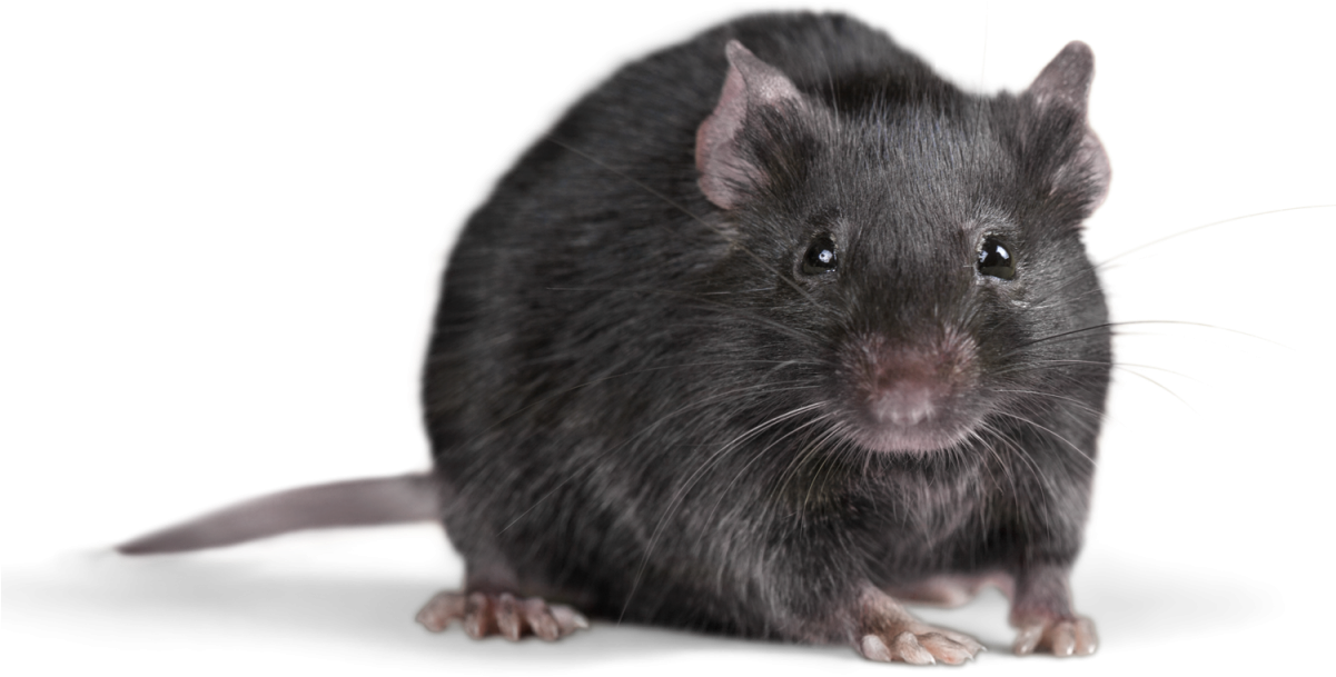 Rat Transparent Background Png - Rat Png (1200x800), Png Download