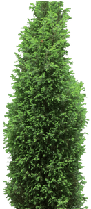 Download Png Images Of Bushes - Green Giant Arborvitae Png ...