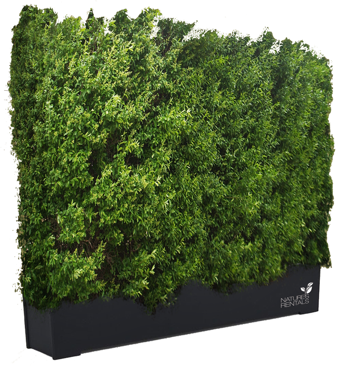 Download Get Hedges Png - Hedge Png | Transparent PNG Download | SeekPNG