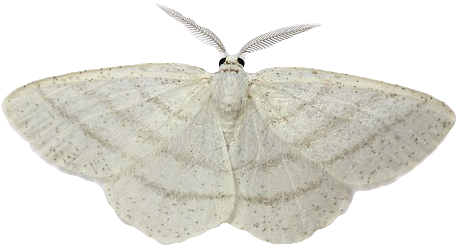 Download White Creature Png Moth Transparent - Moth Transparent ...