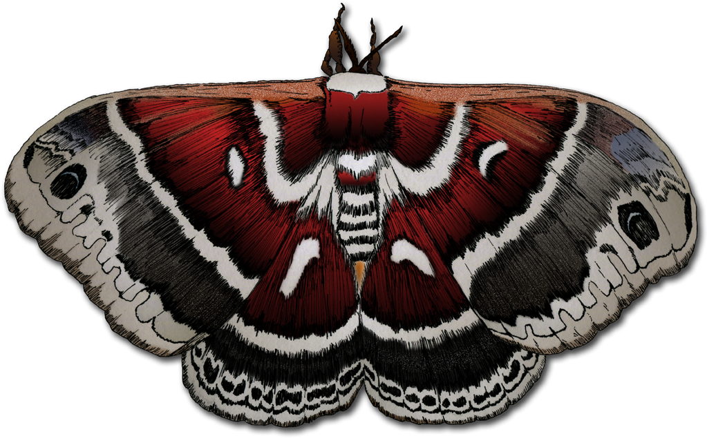 Download Illustration Of A Moth - Aglais Io | Transparent PNG Download ...