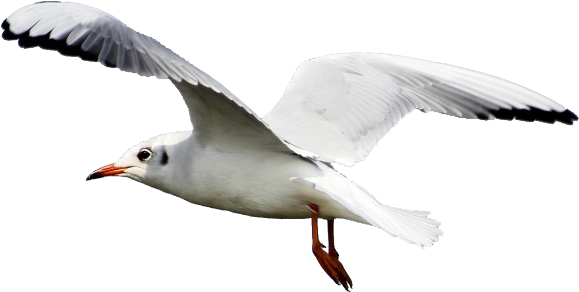 Seagull Transparent Png Picture Royalty Free - Transparent Background Seagull Transparent Png ...