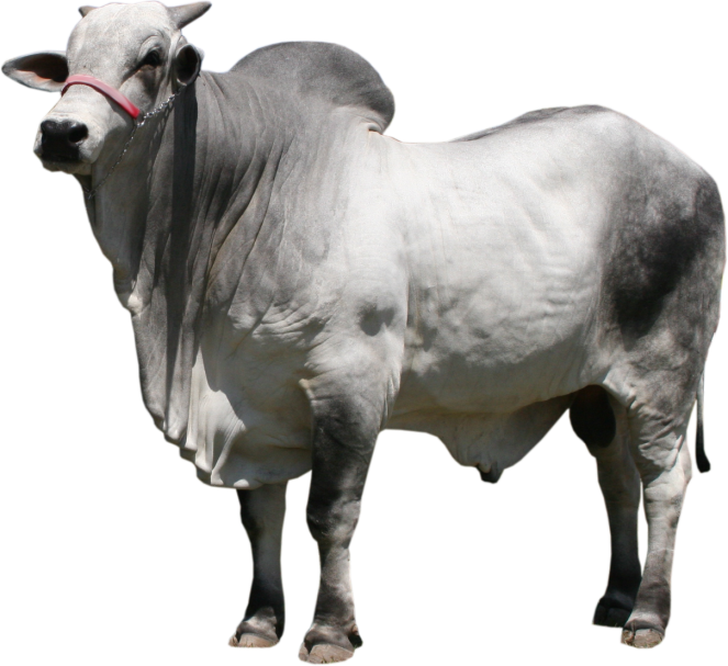 Ox Png (663x607), Png Download