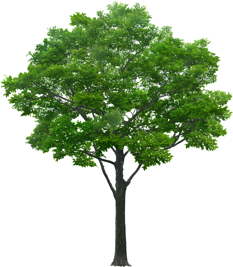 Download - Tree Images For Photoshop (921x1023), Png Download
