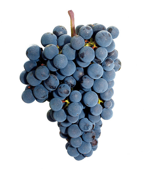 Merlot Grape - Difference Merlot Cabernet Sauvignon (546x628), Png Download
