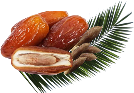 Date And Date Seed With Date Leaf Image - Fruits Grown In Namibia ...