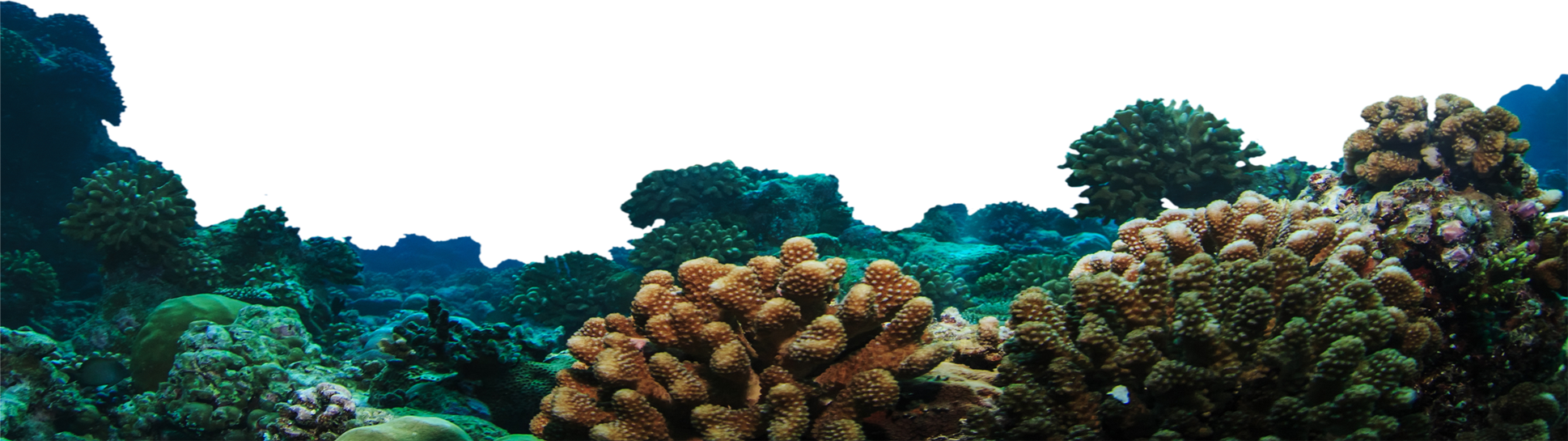 Leave A Reply Cancel Reply - Coral Reef Transparent (1938x545), Png ...