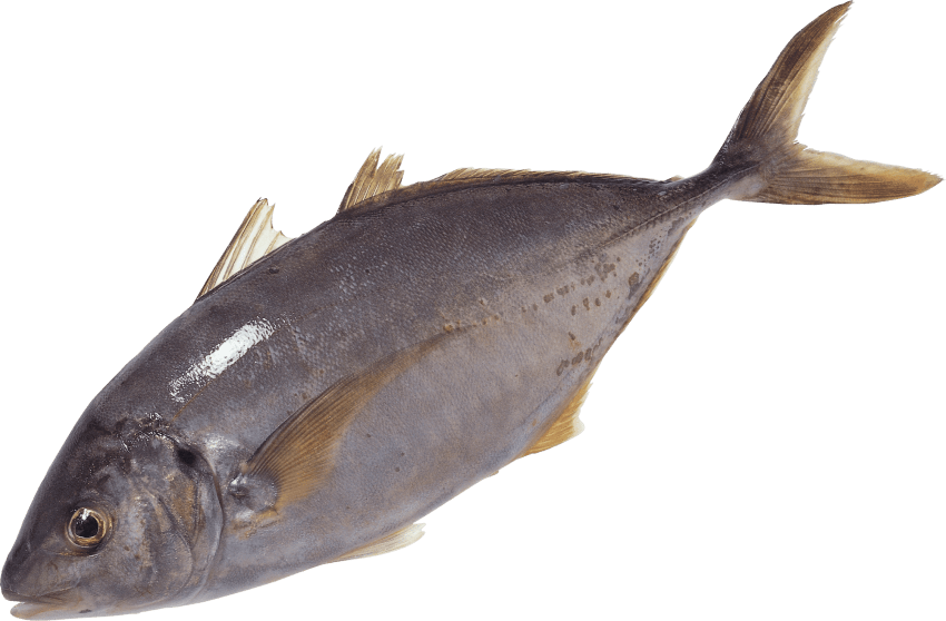 Download Free Png Fish Swimming Png Images Transparent - Fish Head ...