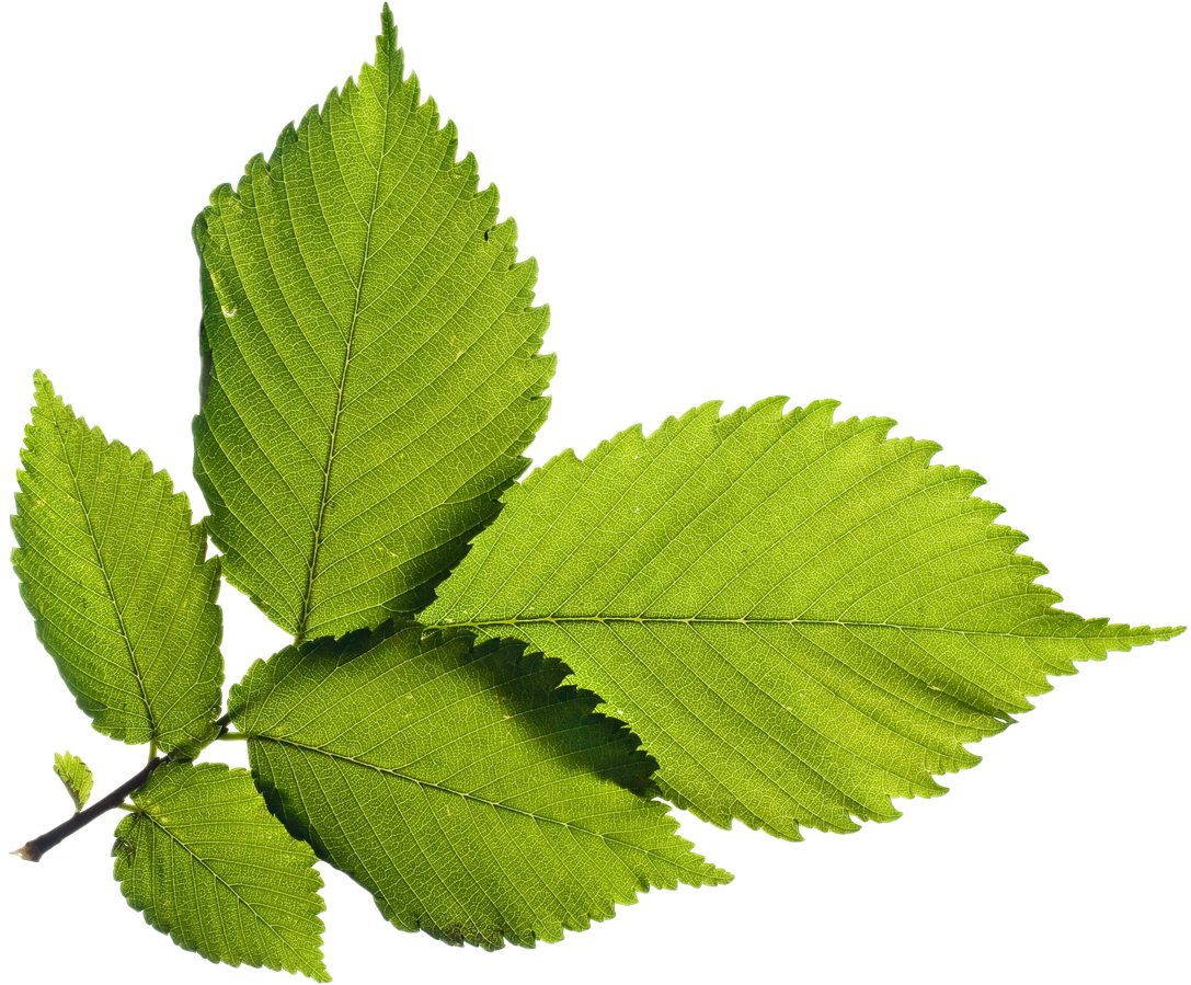 Leafs Png (1369x1049), Png Download