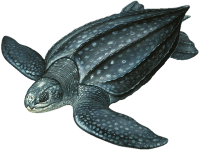 Picture - Leather Back Sea Turtle Png (401x316), Png Download