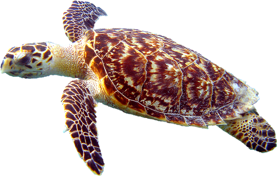 Sea Turtle - Sea Turtle Transparent Background (1027x680), Png Download