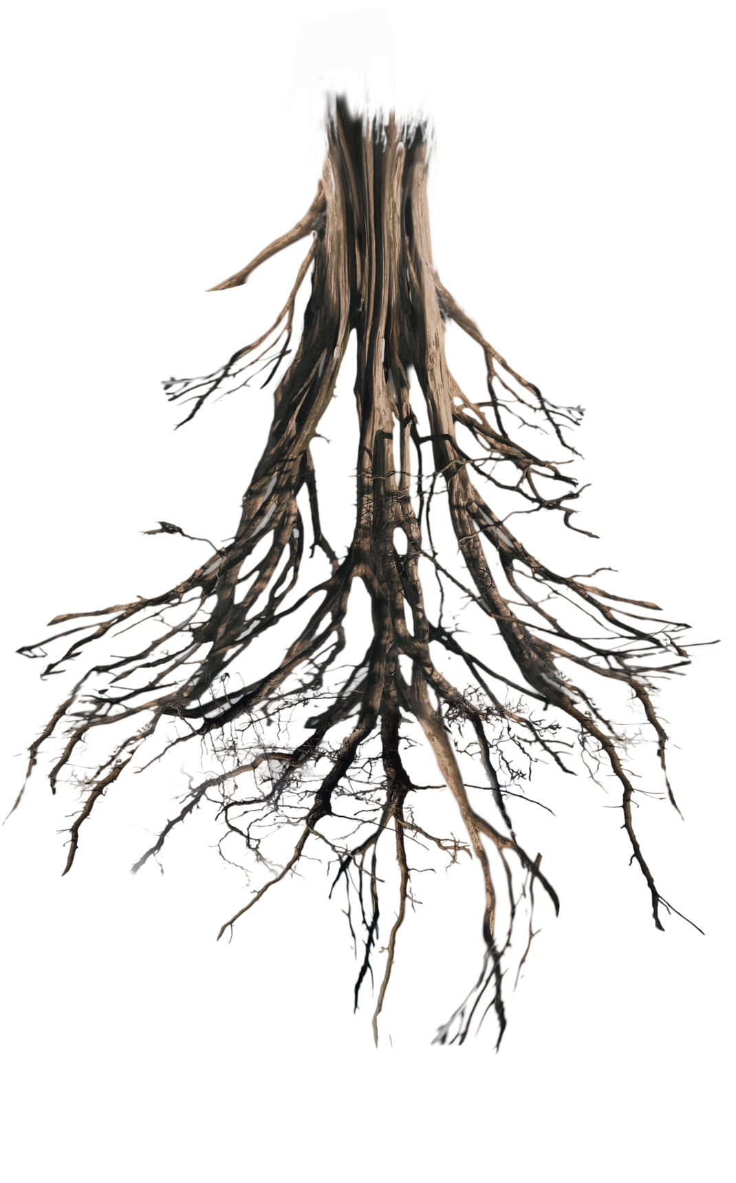 Thanks For Watching - Tree Roots Png (1600x1263), Png Download