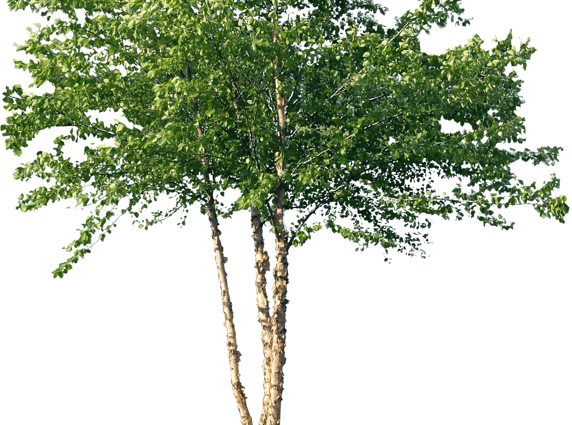 Download Forest Grown On Russian Territory - River Birch Tree Png ...