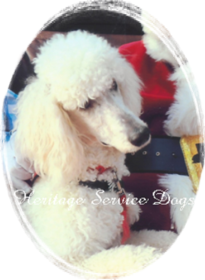 Alex - Standard Poodle (815x1116), Png Download