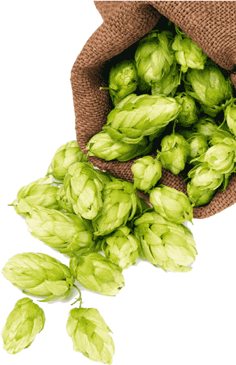 Download Hop Breeding - Barth-haas Hops Companion: A Guide ...