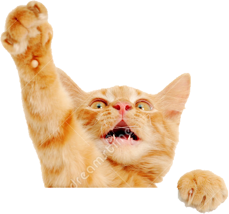 Cathandup By Sloanvandoren On Deviantart Graphic Black - Cat Hand Png ...