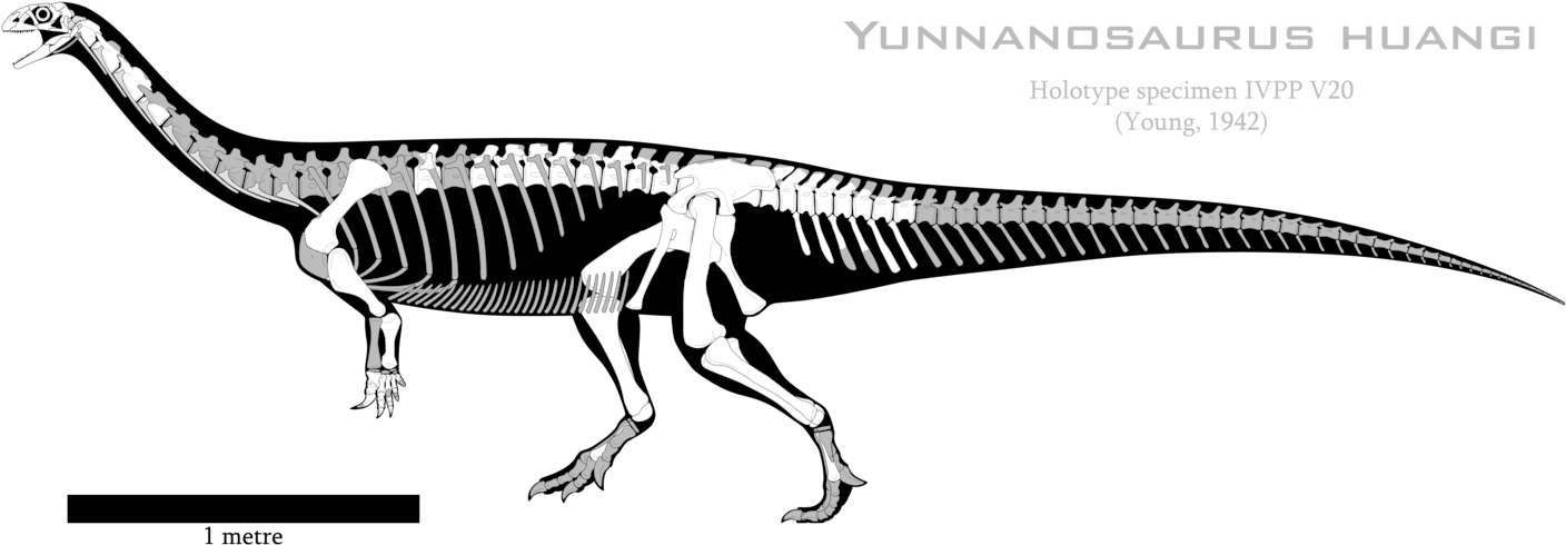 Explore These Ideas And More - Yunnanosaurus (1477x540), Png Download