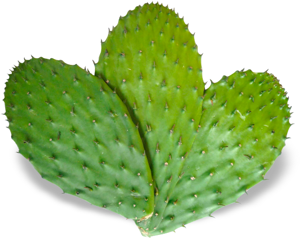 Descripción - Nopal Bio Ampoules - Sfb (800x600), Png Download