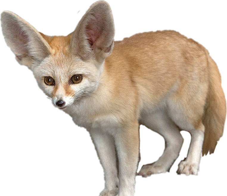 Fennec Fox On A Rock Journal (762x659), Png Download