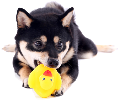 Black And Tan Shiba Inu Playing With A Rubber Duckie - Dog With Round ...