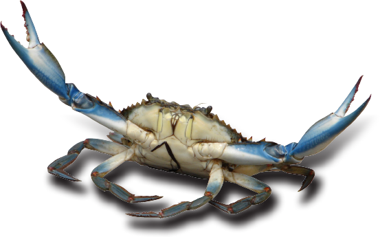 Blue Crab Png Clip Art Library - Blue Claw Crab Png (553x345), Png Download