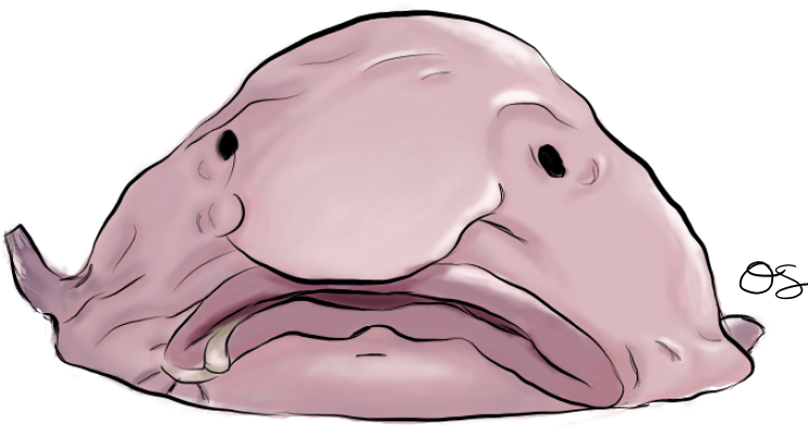 Transparent Library Blobfish Drawing - Blobfish Drawing (769x548), Png ...