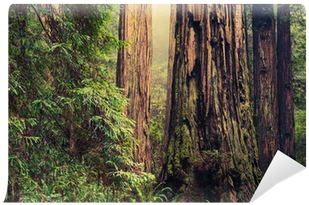 Tree (400x400), Png Download