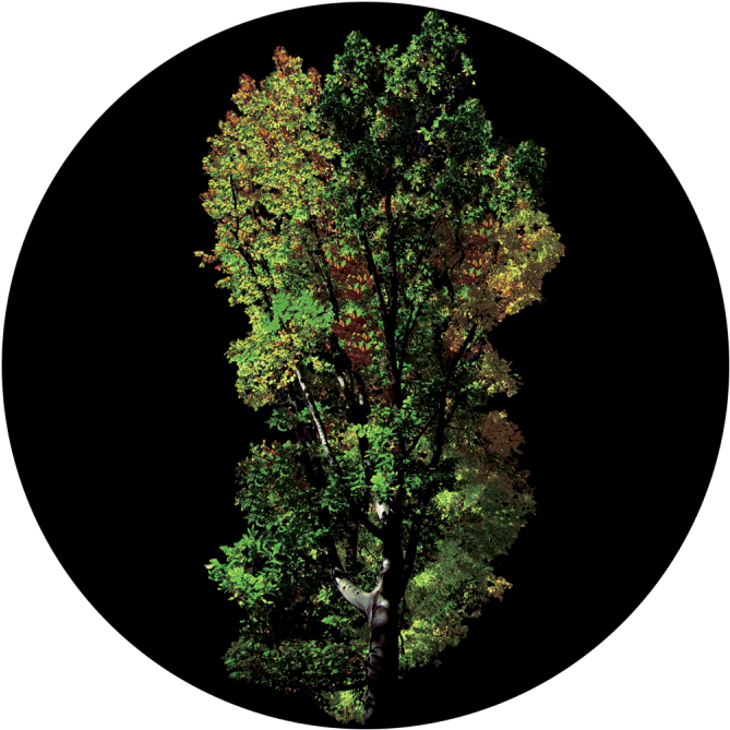 Download Early Autumn Tree | Transparent PNG Download | SeekPNG