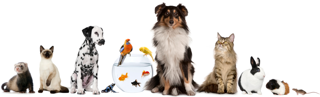 Dog Cat Bird Fish (1116x370), Png Download