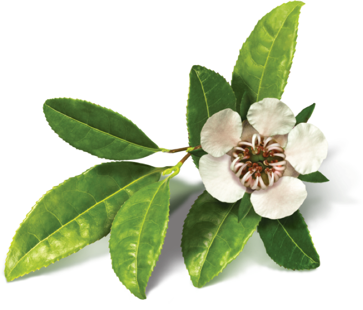 Tea Tree Png Clip Art - Tea Tree Plant Png (744x634), Png Download