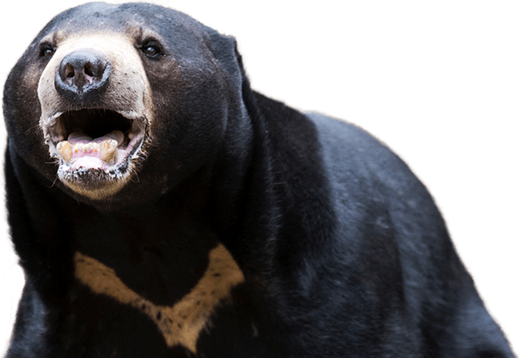 Malaysian Sun Bear - Sun Bear (1053x727), Png Download