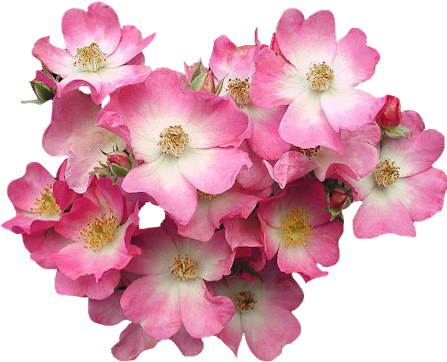 Pink-flower - Pink Real Flowers Png (451x370), Png Download