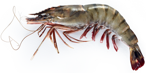 Shrimp Png Transparent Image - Live Tiger Prawns (500x250), Png Download