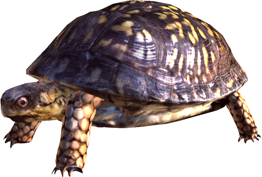 Download Turtle Png - Turtle Png Transparency | Transparent PNG ...