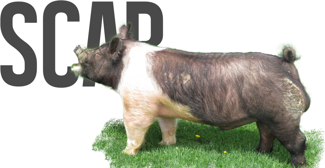 Scar - Domestic Pig (1131x576), Png Download