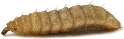 Download 11 Reasons Black Soldier Fly Larvae Will Feed The Future ...