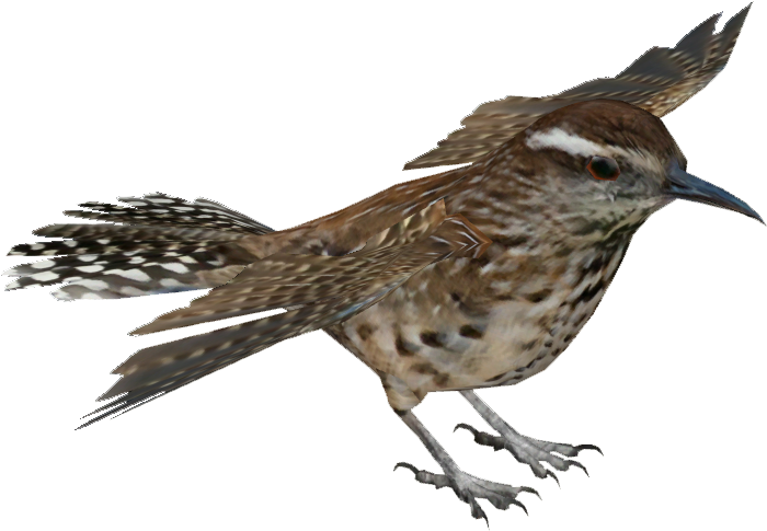 Wren Png Transparent Wren - Wren Transparent Png (699x699), Png Download