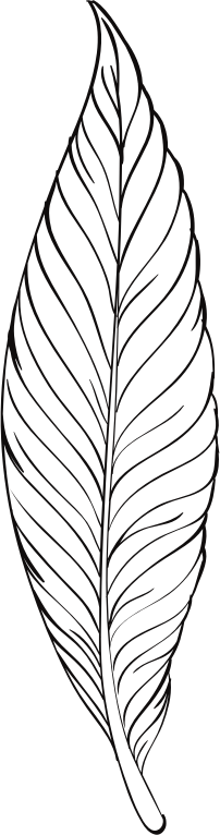 Feather Line Art Feather Drawing Png - Parrot Feather Image In Artline ...